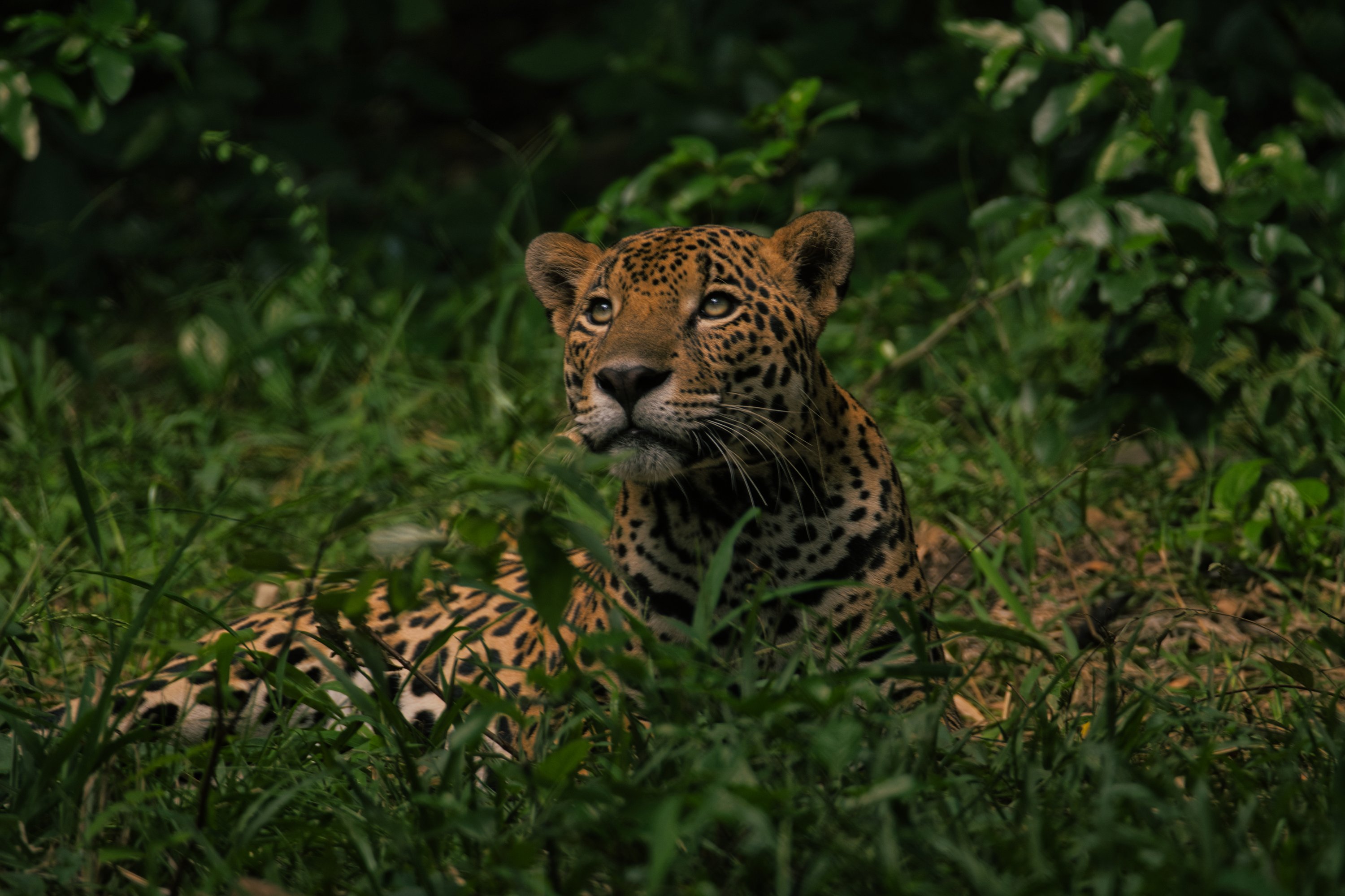 EXPLORING BEYOND LAS CATALINAS: LIBERIA