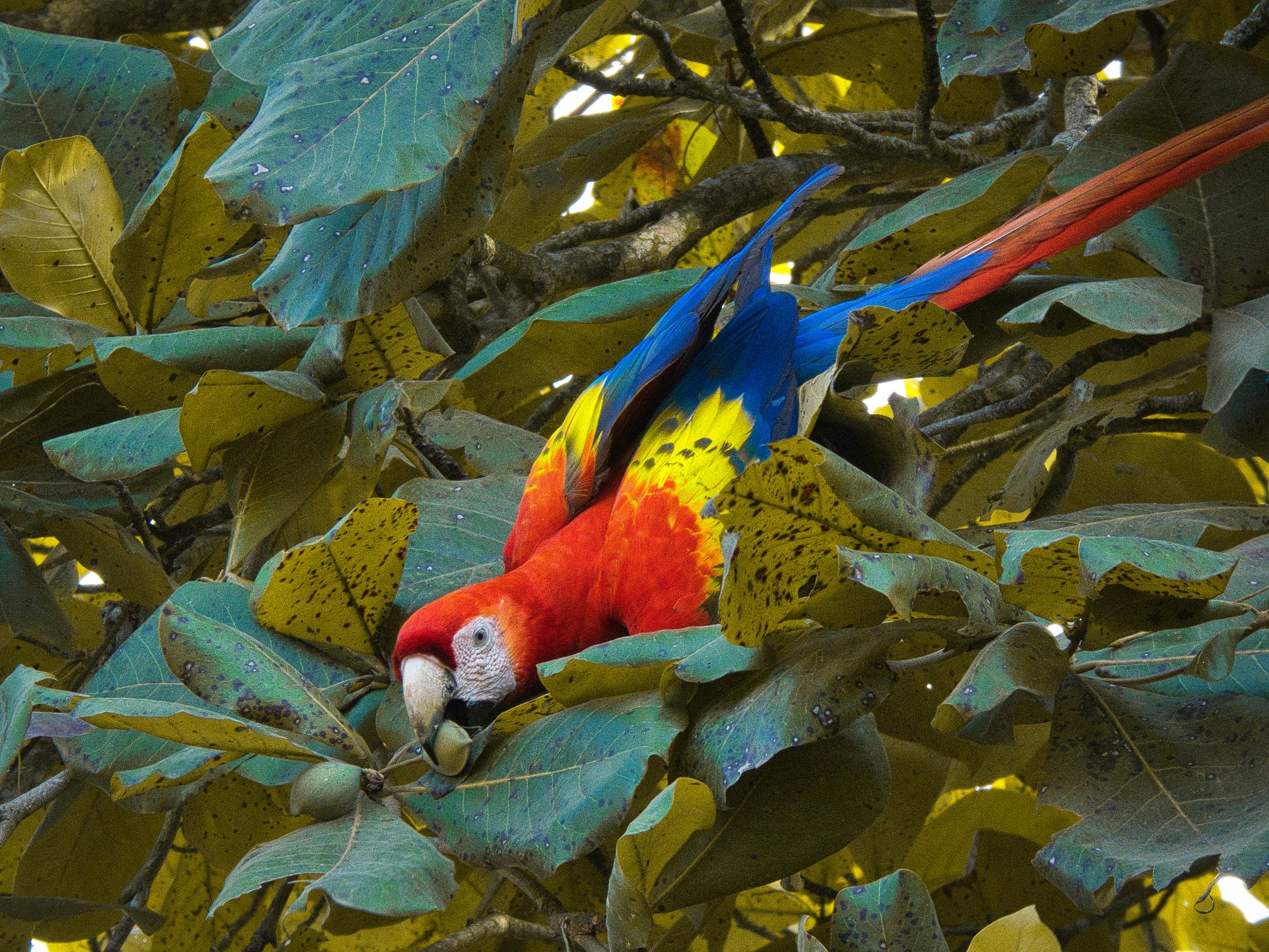 EXPLORING BEYOND LAS CATALINAS: LIBERIA