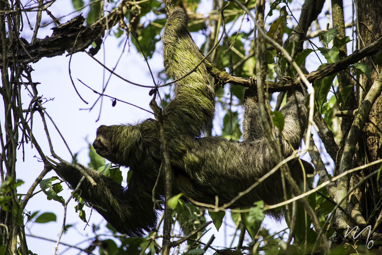 Just How Slow Are Sloths?