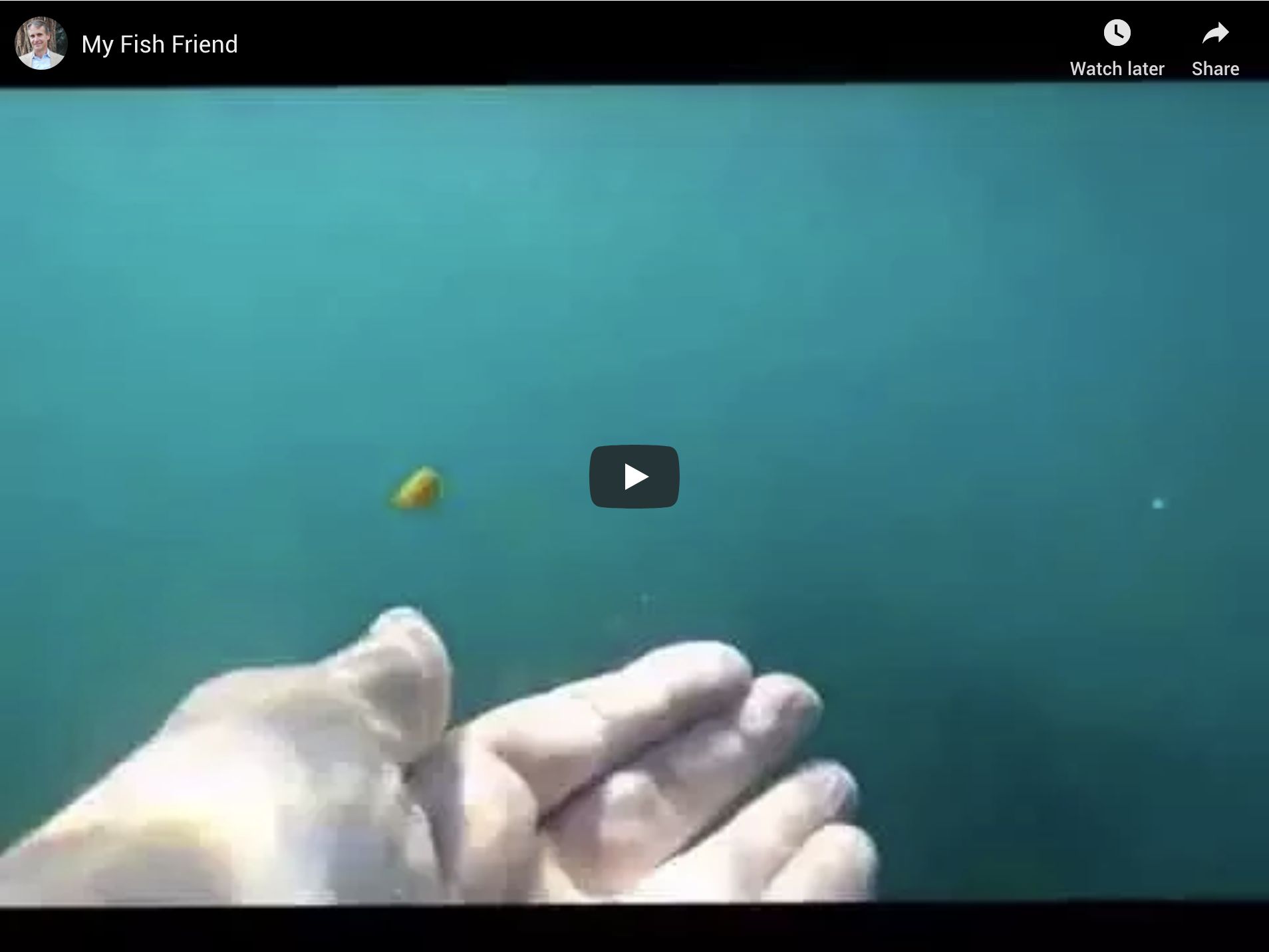My Fish Friend